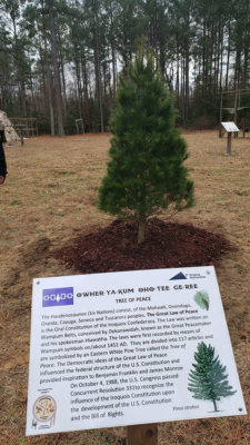 Tree of Peace – Cheroenhaka Nottoway